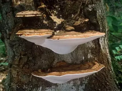 Ischnoderma resinous (resinous fungus fungus, Ischnoderma resinosum): seperti apa, di mana dan bagaimana ia tumbuh, boleh dimakan atau tidak 7017_4