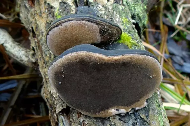 Polypore nyata (biasa): seperti apa, sifat obat dan aplikasi 7018_2