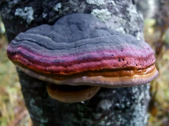 Polypore nyata (biasa): seperti apa, sifat obat dan aplikasi 7018_5