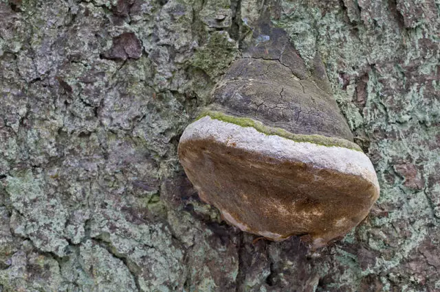 Valse polypore (eik, Phellinus igniarius): hoe het eruit ziet, waar en hoe het groeit, eetbaar of niet, gebruik in de volksgeneeskunde 7021_10