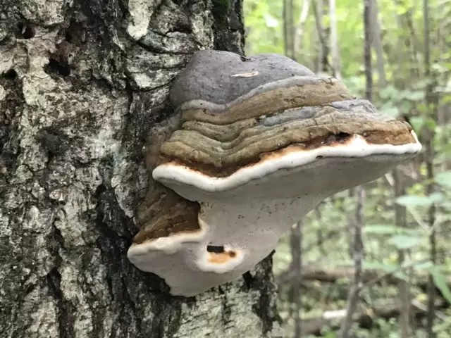 Falsk polypore (eik, Phellinus igniarius): hvordan det ser ut, hvor og hvordan det vokser, spiselig eller ikke, bruk i folkemedisin 7021_11