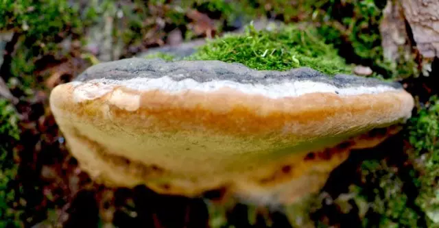 Falsk polypore (eik, Phellinus igniarius): hvordan det ser ut, hvor og hvordan det vokser, spiselig eller ikke, bruk i folkemedisin 7021_18