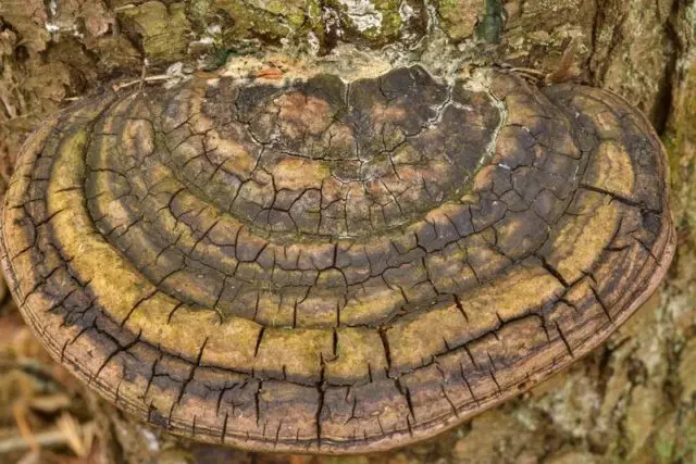 Polypore เท็จ (โอ๊ค, Phellinus igniarius): มีลักษณะอย่างไร, เติบโตที่ไหนและอย่างไร, กินได้หรือไม่, ใช้ในยาพื้นบ้าน 7021_2