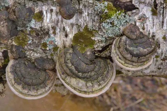 Polypore diso (hazo terebinta, Phellinus igniarius): izay toa azy, aiza ary ahoana ny fitomboany, azo hanina na tsia, ampiasain'ny fanafody folk 7021_3