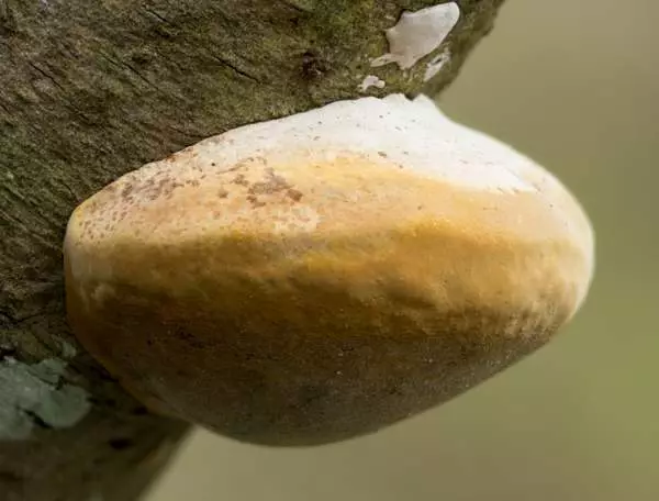 Polypore diso (hazo terebinta, Phellinus igniarius): izay toa azy, aiza ary ahoana ny fitomboany, azo hanina na tsia, ampiasain'ny fanafody folk 7021_4