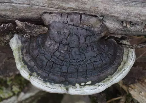 Valse polypore (eik, Phellinus igniarius): hoe het eruit ziet, waar en hoe het groeit, eetbaar of niet, gebruik in de volksgeneeskunde 7021_5