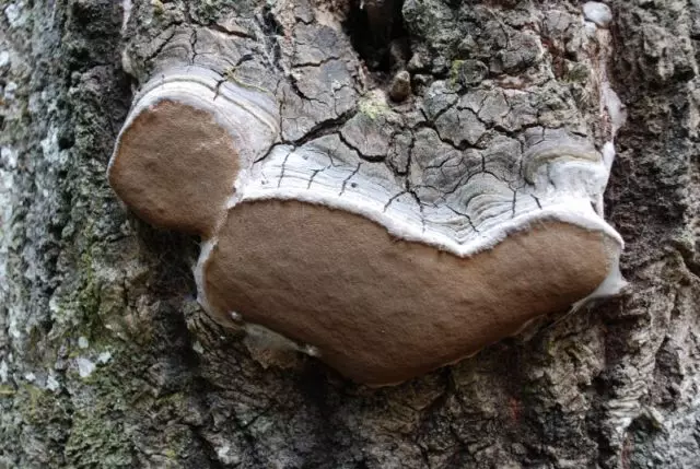 Valse polypore (eik, Phellinus igniarius): hoe het eruit ziet, waar en hoe het groeit, eetbaar of niet, gebruik in de volksgeneeskunde 7021_6