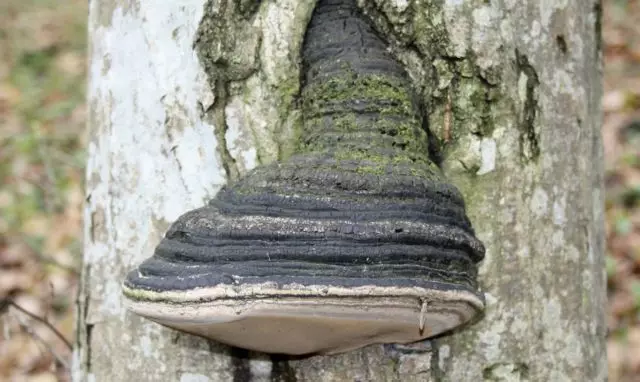 Polypore เท็จ (โอ๊ค, Phellinus igniarius): มีลักษณะอย่างไร, เติบโตที่ไหนและอย่างไร, กินได้หรือไม่, ใช้ในยาพื้นบ้าน 7021_7