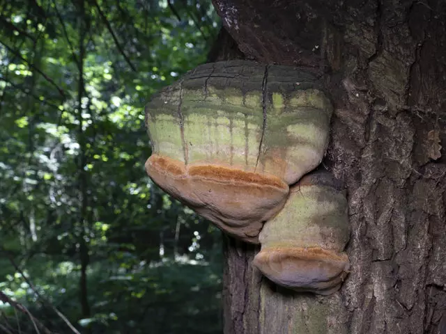 Soxta polipor (eman, Phellinus igniarius): u nimaga o'xshaydi, qayerda va qanday o'sadi, qutulish mumkinmi yoki yo'qmi, xalq tabobatida ishlatiladi. 7021_9