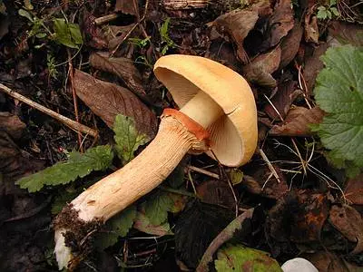 Theolepiota golden (Champignon moutarde) : à quoi il ressemble, où il pousse, comestible ou non 7025_1