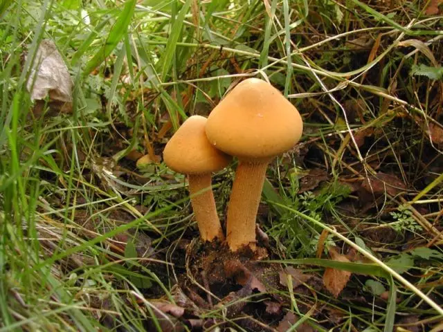 Theolepiota golden (Champignon moutarde) : à quoi il ressemble, où il pousse, comestible ou non 7025_2