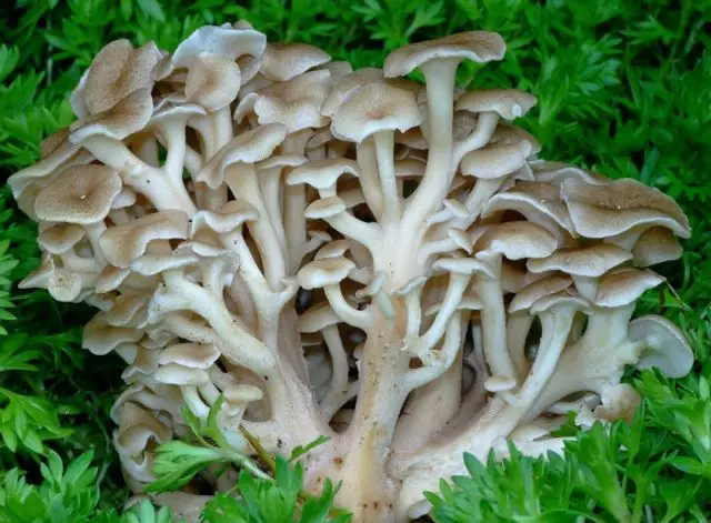 Polypore mai rassa (Umbrella): inda yake girma, yadda yake kama, abinci, dafa abinci 7032_1