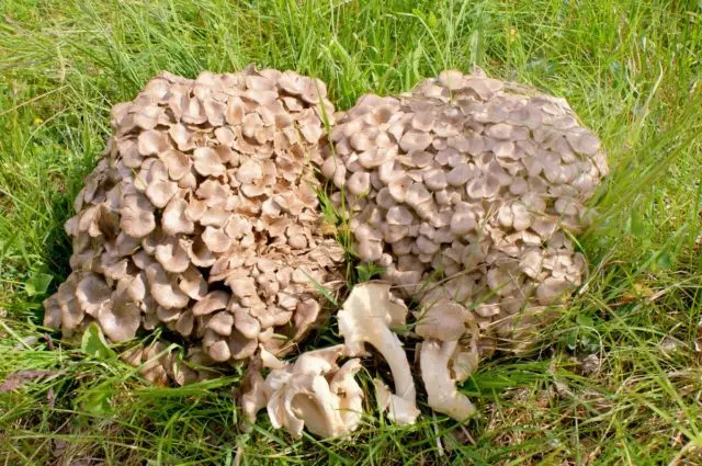 Polypore ramificado (paraguas): dónde crece, cómo se ve, comestibilidad, cocción 7032_2