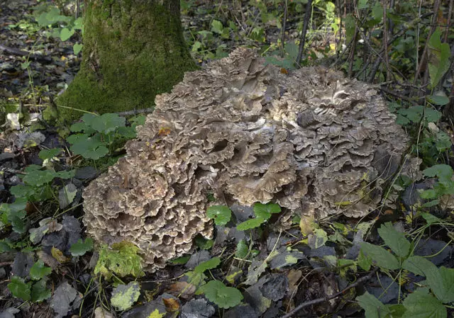 Branch polypore (Umbrella): moo e holang teng, hore na e shebahala joang, e a edible, e pheha 7032_3