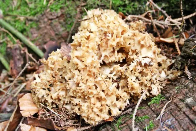 Polypore ramificado (paraguas): dónde crece, cómo se ve, comestibilidad, cocción 7032_4