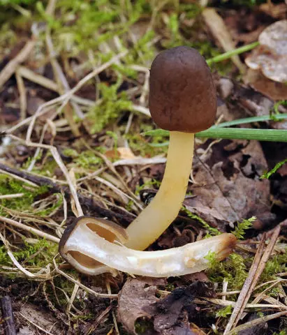 Chapeau conique (Verpa conica) : à quoi ressemblent les champignons, où et comment ils poussent, sont-ils comestibles ou non 7036_2