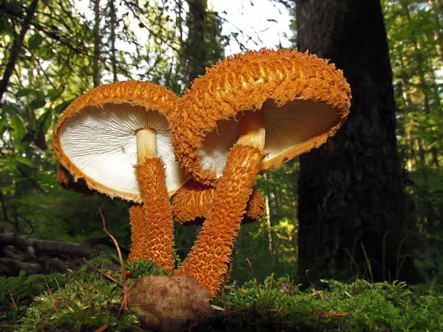 Houtzilvervisje (Leucopoliota woody, Leucopholiotalignicola): hoe paddestoelen eruit zien, waar en hoe ze groeien, zijn ze eetbaar of niet 7037_10