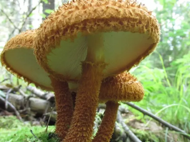 Houtzilvervisje (Leucopoliota woody, Leucopholiotalignicola): hoe paddestoelen eruit zien, waar en hoe ze groeien, zijn ze eetbaar of niet 7037_3