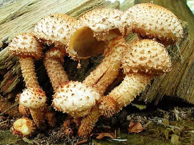 Houtzilvervisje (Leucopoliota woody, Leucopholiotalignicola): hoe paddestoelen eruit zien, waar en hoe ze groeien, zijn ze eetbaar of niet 7037_6