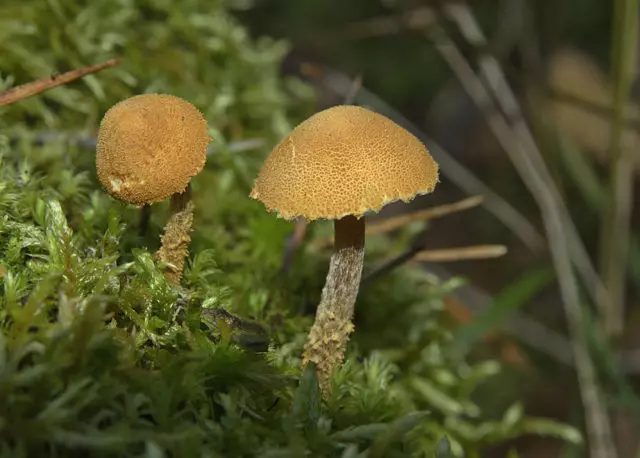 Houtzilvervisje (Leucopoliota woody, Leucopholiotalignicola): hoe paddestoelen eruit zien, waar en hoe ze groeien, zijn ze eetbaar of niet 7037_7