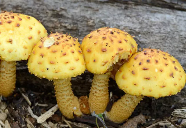 קשקשי הזהב (Pholiota aurivella): אכיל או לא, עמיתים ותאומים רעילים, איך לבשל 7043_1