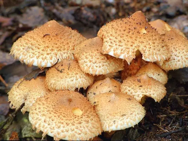 קשקשי הזהב (Pholiota aurivella): אכיל או לא, עמיתים ותאומים רעילים, איך לבשל 7043_13