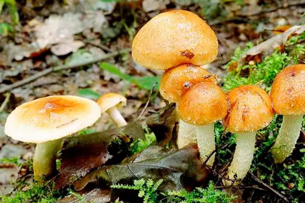 Timbangan emas (Pholiota aurivella): tiasa didahar atanapi henteu, tara aya racun sareng kembar, kumaha cara masak 7043_6