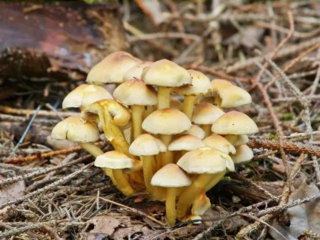 황금비늘(Pholiota aurivella): 식용 여부, 유독한 대응물과 쌍둥이, 요리법 7043_7