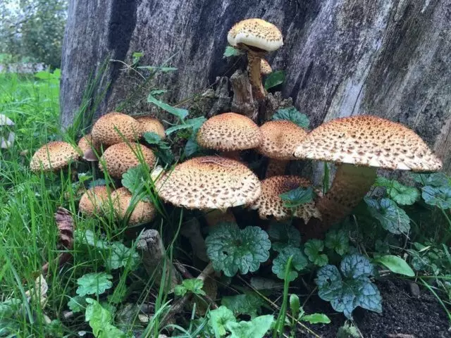 Peshore me luspa (Pholiota squarrosoides): si duken kërpudhat, ku dhe si rriten, janë të ngrënshëm apo jo 7048_1