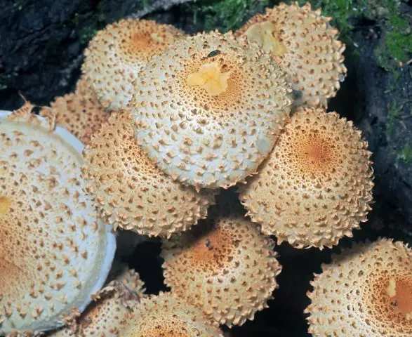 סקאַלי וואָג (Pholiota squarrosoides): ווי מאַשרומז קוק, ווו און ווי זיי וואַקסן, זענען זיי עסן אָדער נישט 7048_2