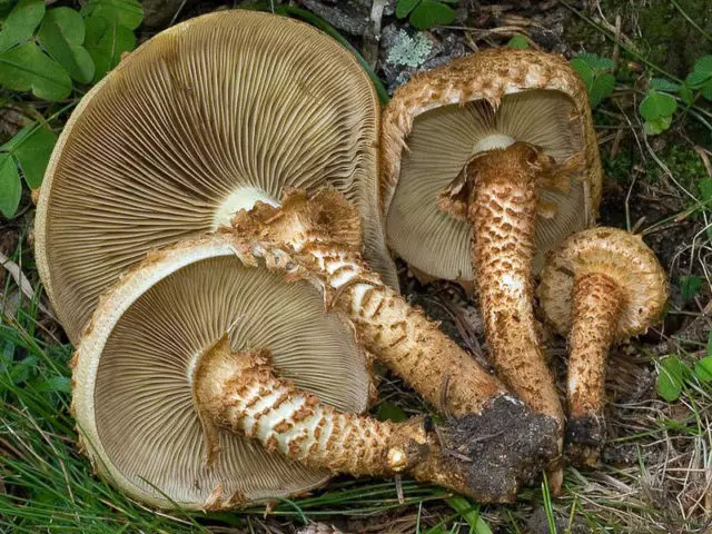 Peshore me luspa (Pholiota squarrosoides): si duken kërpudhat, ku dhe si rriten, janë të ngrënshëm apo jo 7048_3