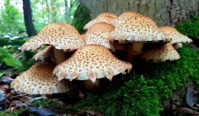 Թեփուկավոր թեփուկներ (Pholiota squarrosoides). Ինչ տեսք ունեն սնկերը, որտեղ և ինչպես են աճում, ուտելի՞ են, թե՞ ոչ 7048_4