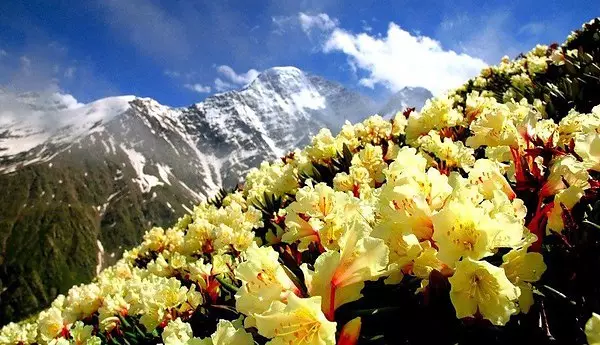 Paano pakainin ang mga rhododendrons sa tagsibol at taglagas para sa luntiang pamumulaklak 7058_11