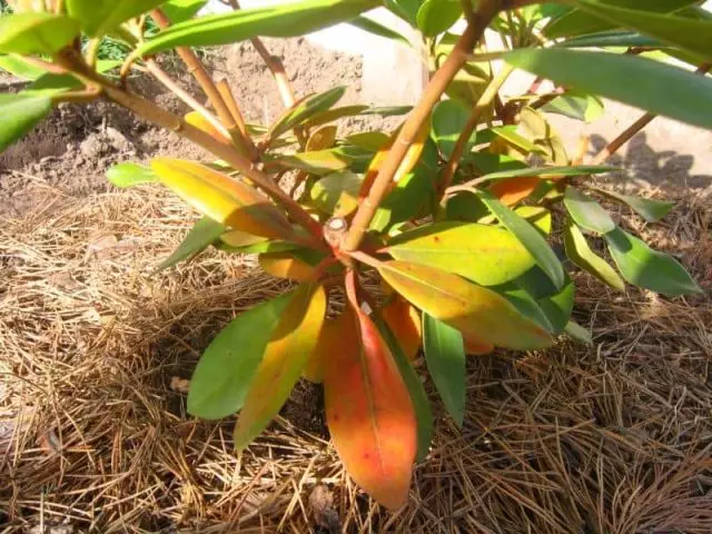 Paano pakainin ang mga rhododendrons sa tagsibol at taglagas para sa luntiang pamumulaklak 7058_5