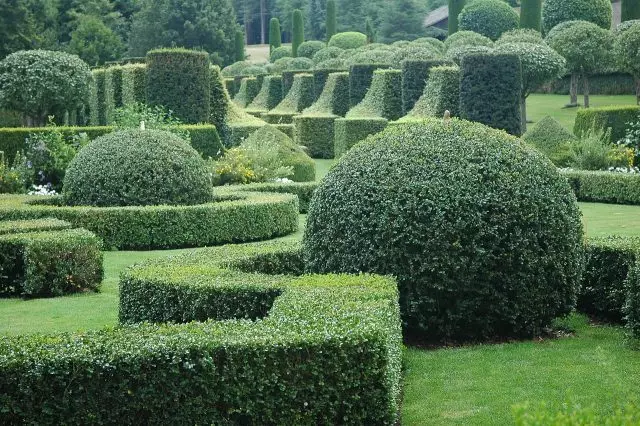 How and when to prune boxwood: haircut and shaping in autumn, spring, video 7070_1