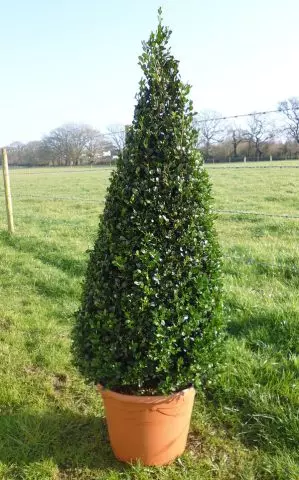 Hoe en wanneer buxus snoeien: knippen en vormgeven in de herfst, lente, video 7070_13