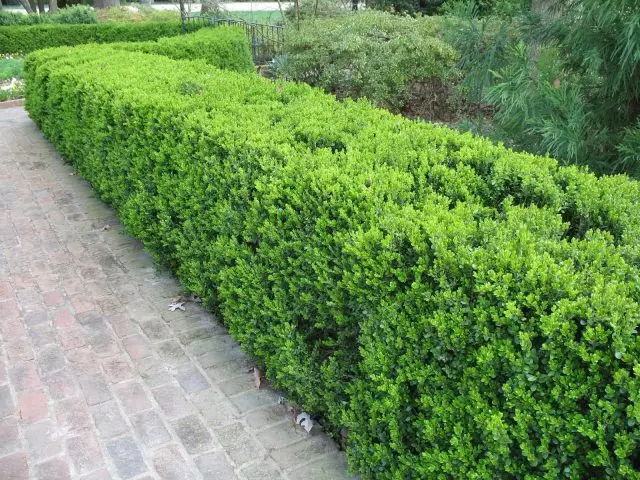 How and when to prune boxwood: haircut and shaping in autumn, spring, video 7070_15