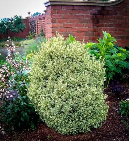 How and when to prune boxwood: haircut and shaping in autumn, spring, video 7070_2