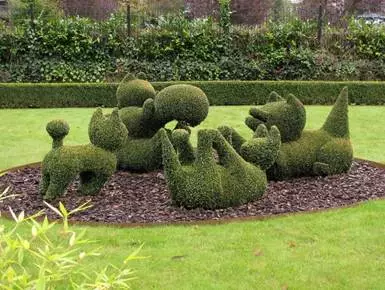 Hoe en wanneer buxus snoeien: knippen en vormgeven in de herfst, lente, video 7070_23