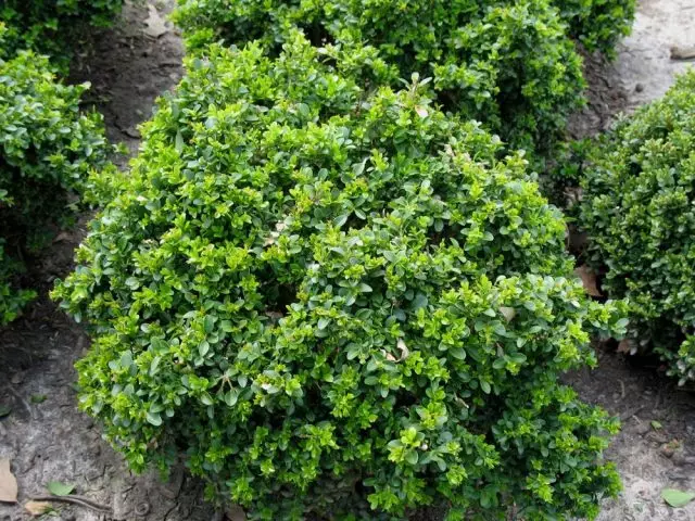 How and when to prune boxwood: haircut and shaping in autumn, spring, video 7070_3