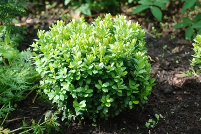 Hoe en wanneer buxus snoeien: knippen en vormgeven in de herfst, lente, video 7070_5