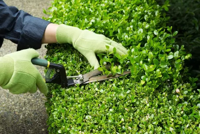 How and when to prune boxwood: haircut and shaping in autumn, spring, video 7070_7