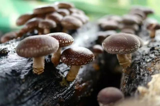 Cultivo de shiitake: en casa y en el jardín, la tecnología como negocio 7079_1