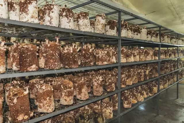 Cultivo de shiitake: en casa y en el jardín, la tecnología como negocio 7079_10