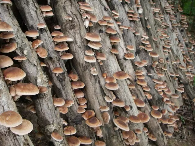 Cultivo de shiitake: en casa y en el jardín, la tecnología como negocio 7079_12