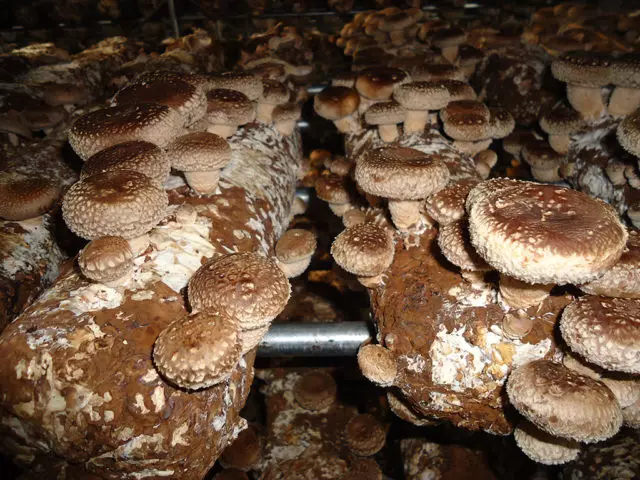 Cultivo de shiitake: en casa y en el jardín, la tecnología como negocio 7079_4