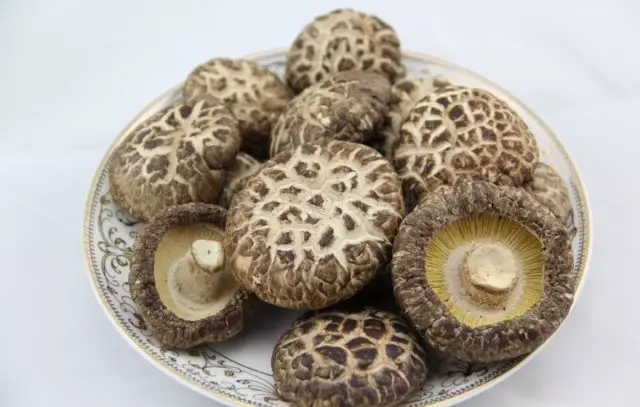 Cultivo de shiitake: en casa y en el jardín, la tecnología como negocio 7079_7