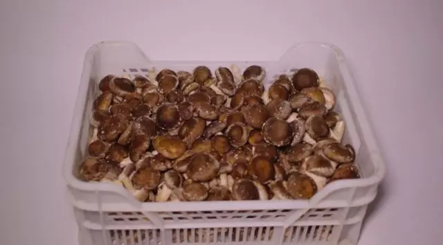 Cultivo de shiitake: en casa y en el jardín, la tecnología como negocio 7079_9