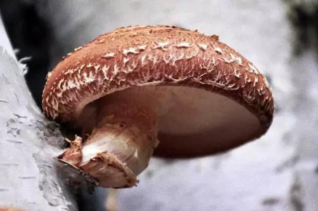 Shiitake-paddenstoelen: foto, wat het is, waar het groeit in Rusland, soorten, toepassing 7080_1