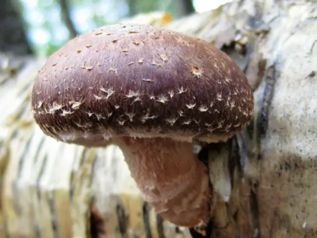 Shiitake -paddestoelen: foto, wat it is, wêr't it groeit yn Ruslân, soarten, tapassing 7080_11